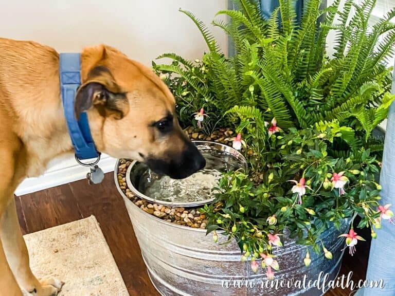 DIY Dog Water Bowl Planter (EASY Tutorial & Safe Plants!) - Renovated Faith
