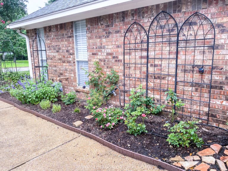 How to Set Up Drip Irrigation for Roses & Landscape Plants Easily!