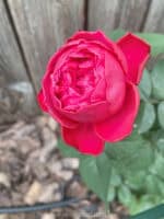 How to Set Up Drip Irrigation for Roses & Landscape Plants Easily!