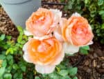 How to Set Up Drip Irrigation for Roses & Landscape Plants Easily!