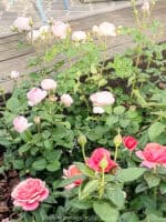 How to Set Up Drip Irrigation for Roses & Landscape Plants Easily!