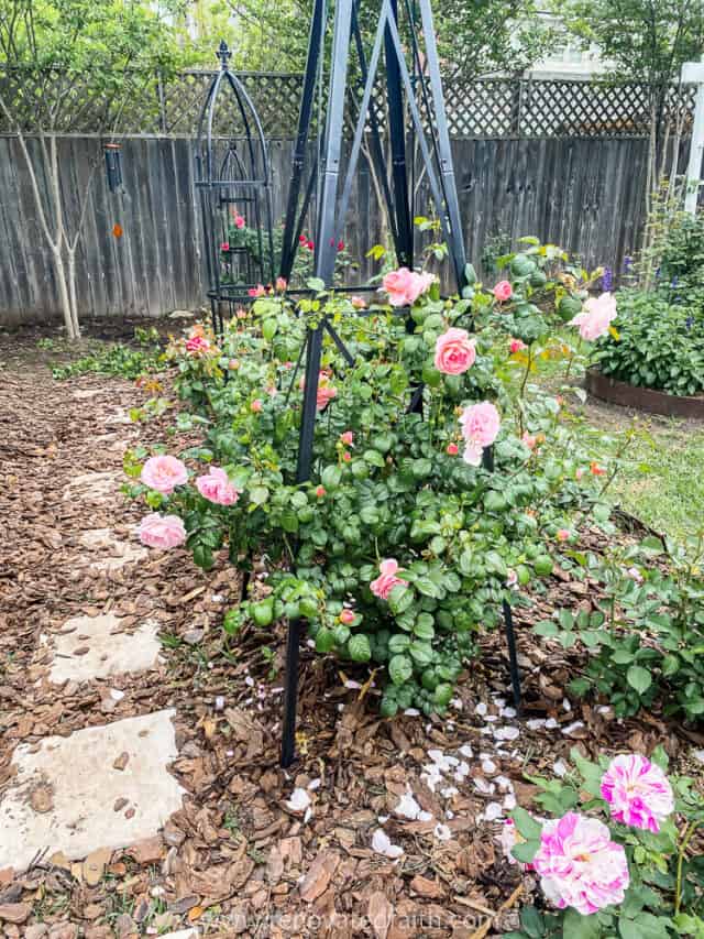 How to Set Up Drip Irrigation for Roses & Landscape Plants Easily!