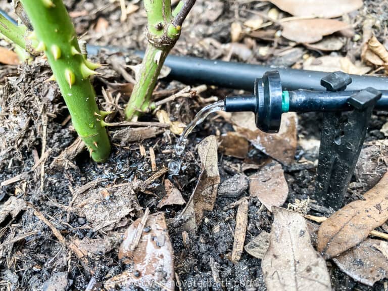 How to Set Up Drip Irrigation for Roses & Landscape Plants Easily!