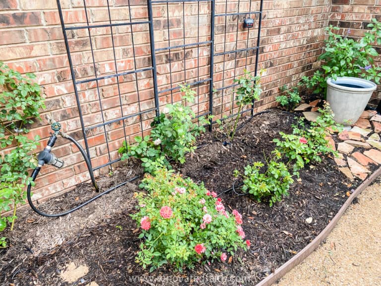How to Set Up Drip Irrigation for Roses & Landscape Plants Easily!