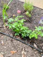 How to Set Up Drip Irrigation for Roses & Landscape Plants Easily!