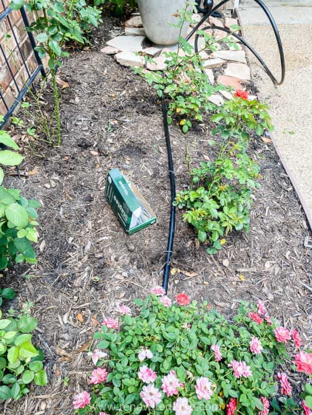 How to Set Up Drip Irrigation for Roses & Landscape Plants Easily!