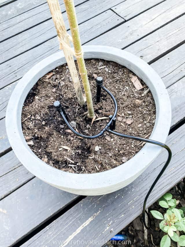 drip irrigation for potted roses-59 - Renovated Faith