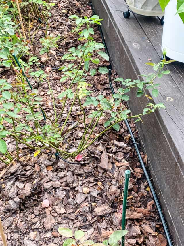 How to Set Up Drip Irrigation for Potted Plants (Beginner Guide)