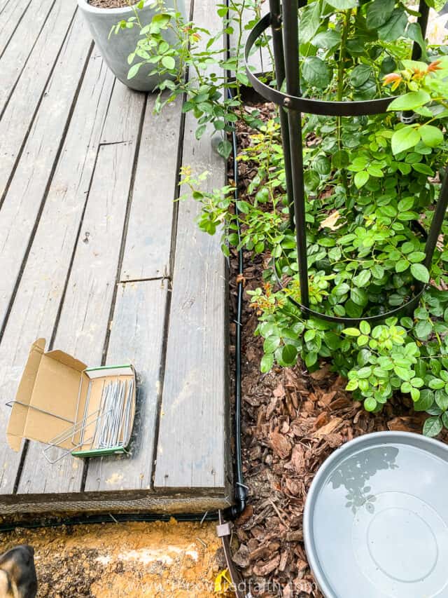 drip irrigation for potted roses-72 - Renovated Faith