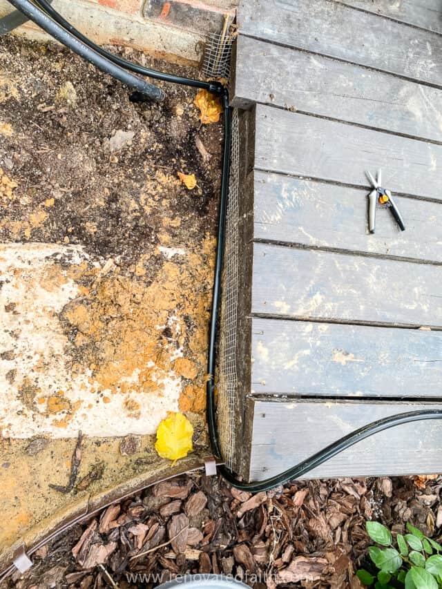 drip irrigation for potted roses-74 - Renovated Faith