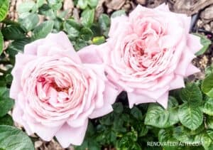 How to Set Up Drip Irrigation for Roses & Landscape Plants Easily!