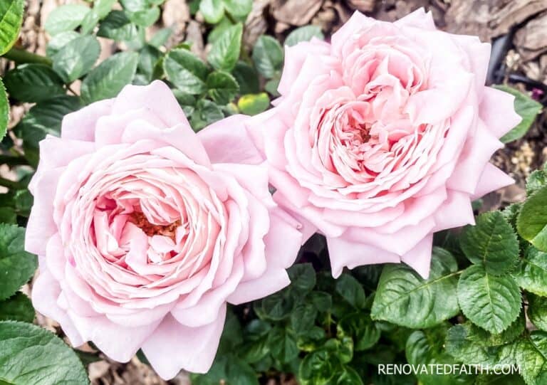 How to Set Up Drip Irrigation for Roses & Landscape Plants Easily!