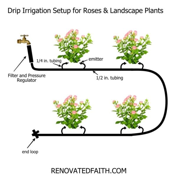 How to Set Up Drip Irrigation for Roses & Landscape Plants Easily!