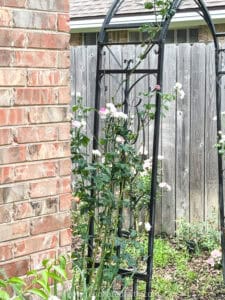 7 Top Metal Garden Trellis Ideas for Climbing Plants and Roses (Cheap ...