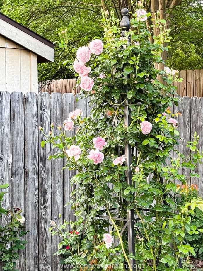 how to build a mounded flower bed-01 - Copy - Renovated Faith