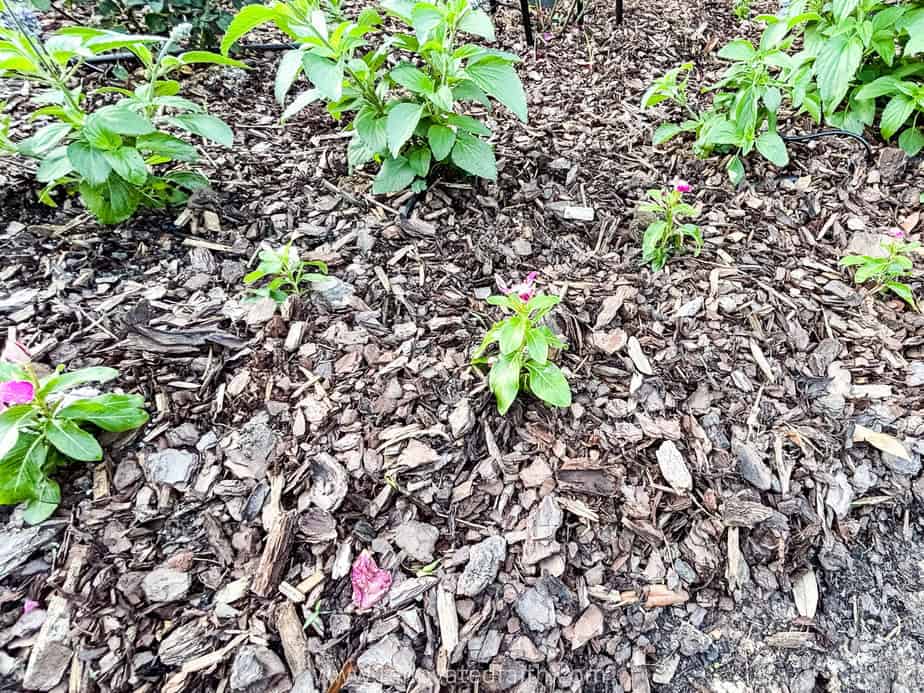 how to build a mounded flower bed-04 - Renovated Faith