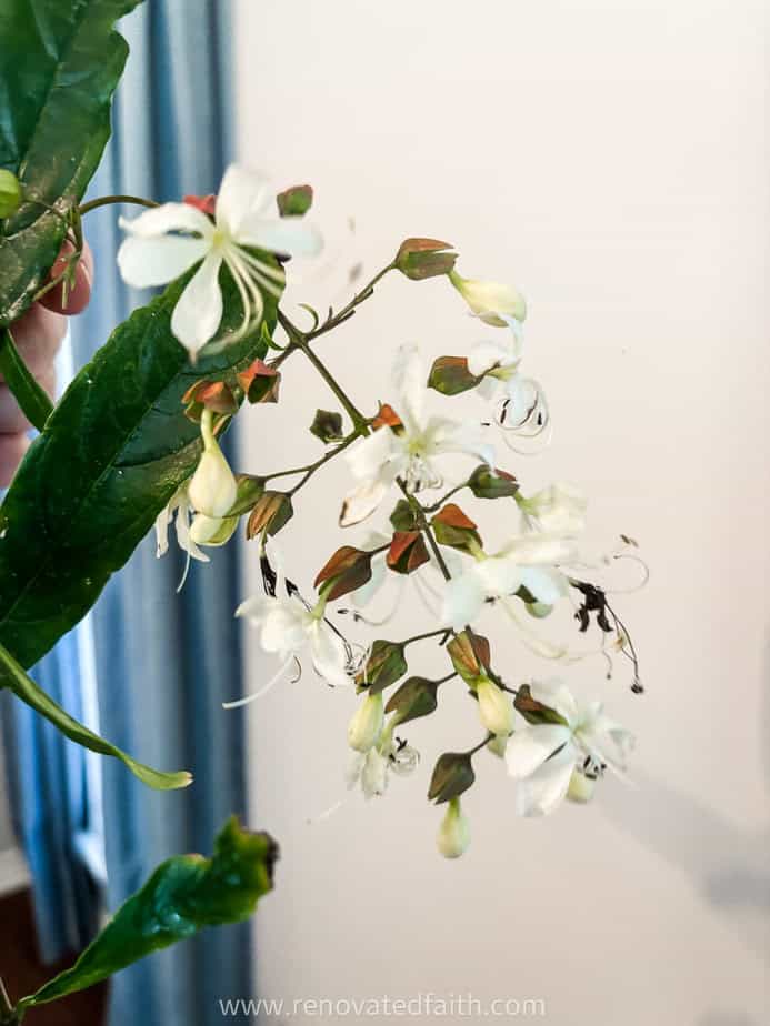 How to Start Plants From Cuttings In Soil (Faster Than Water!)