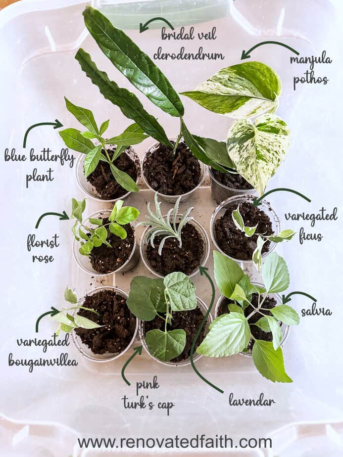 How to Start Plants From Cuttings In Soil (Faster Than Water!)